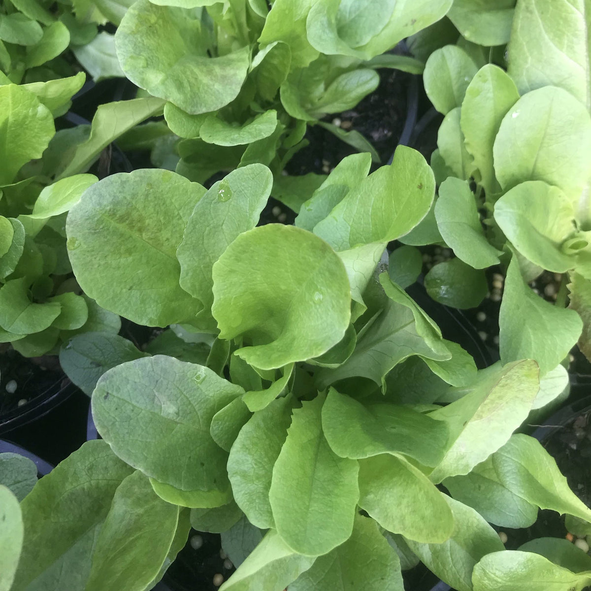 Vegetable Seedlings – Canberra Colour