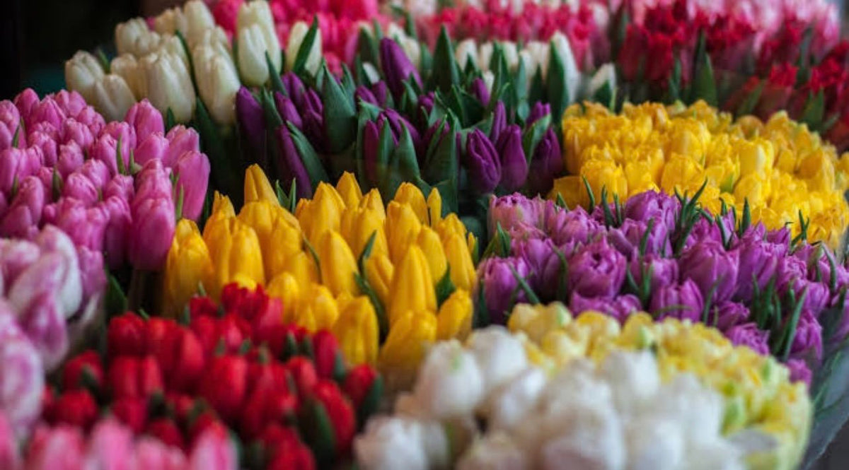 Fresh Cut Flowers – Canberra Colour