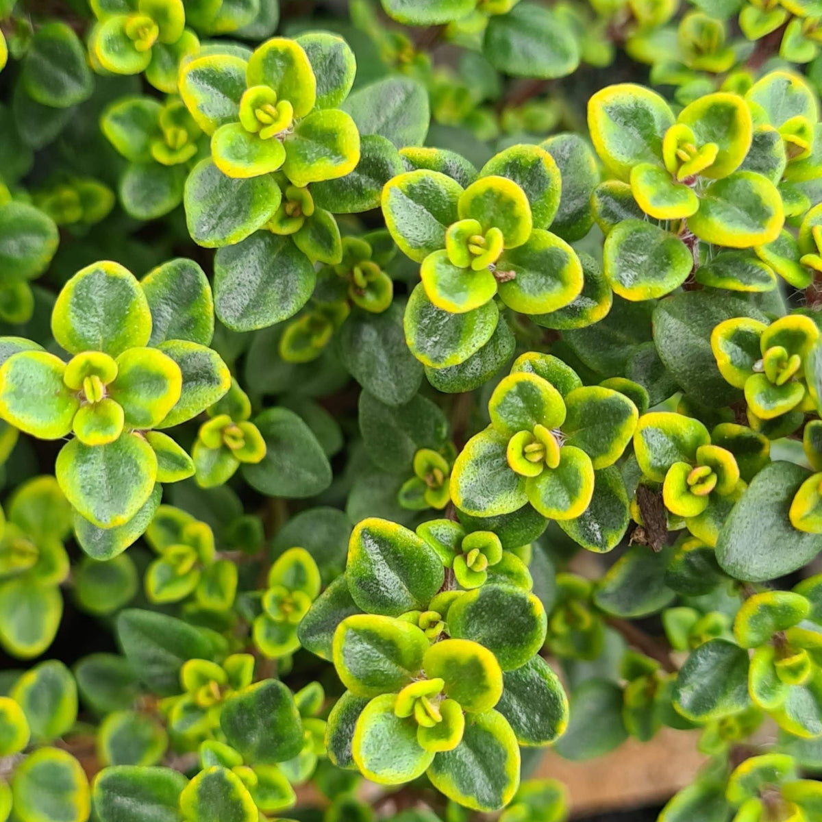 Herbs – Canberra Colour