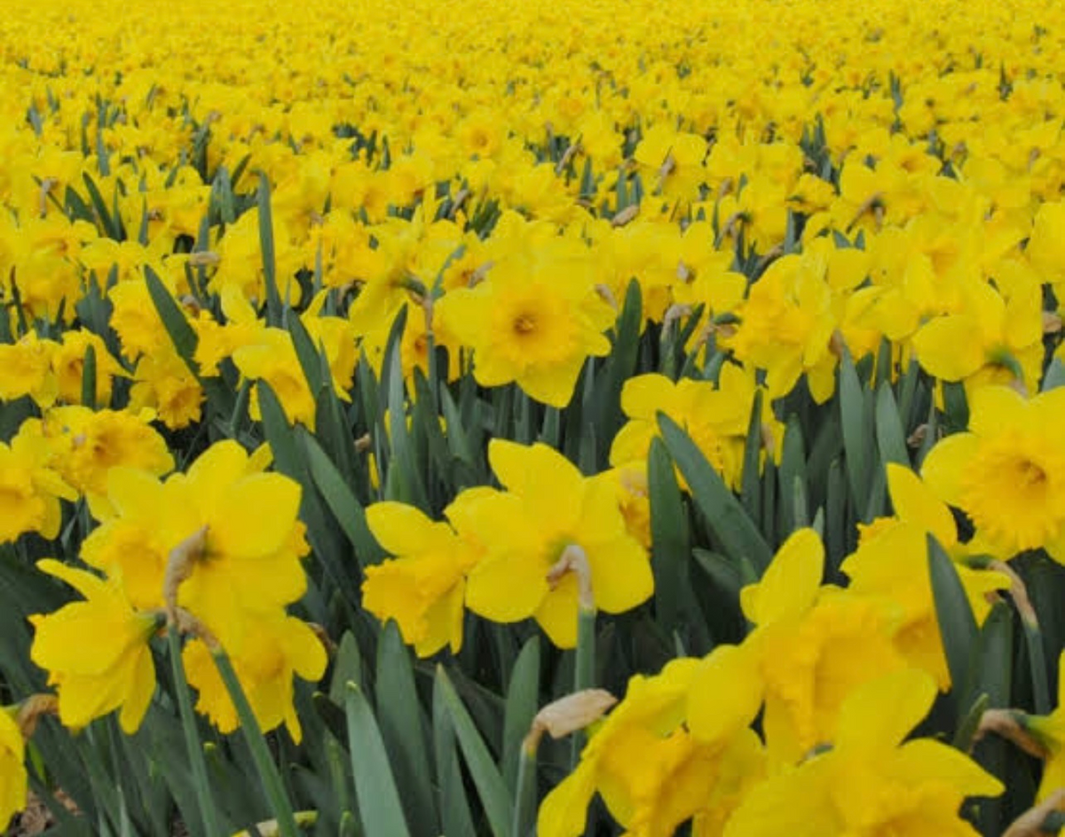 Winter Bulbs – Canberra Colour