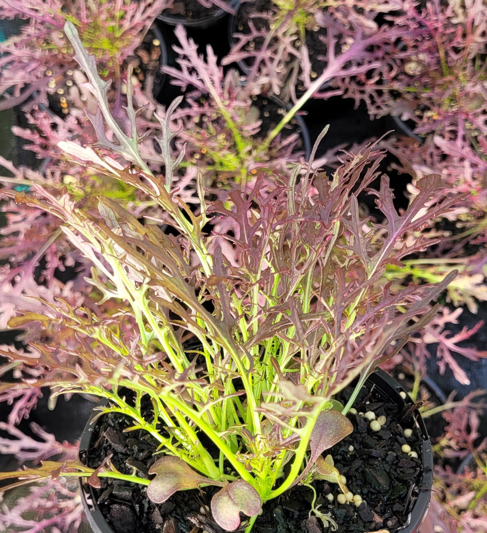 Vegetable Seedlings – Canberra Colour