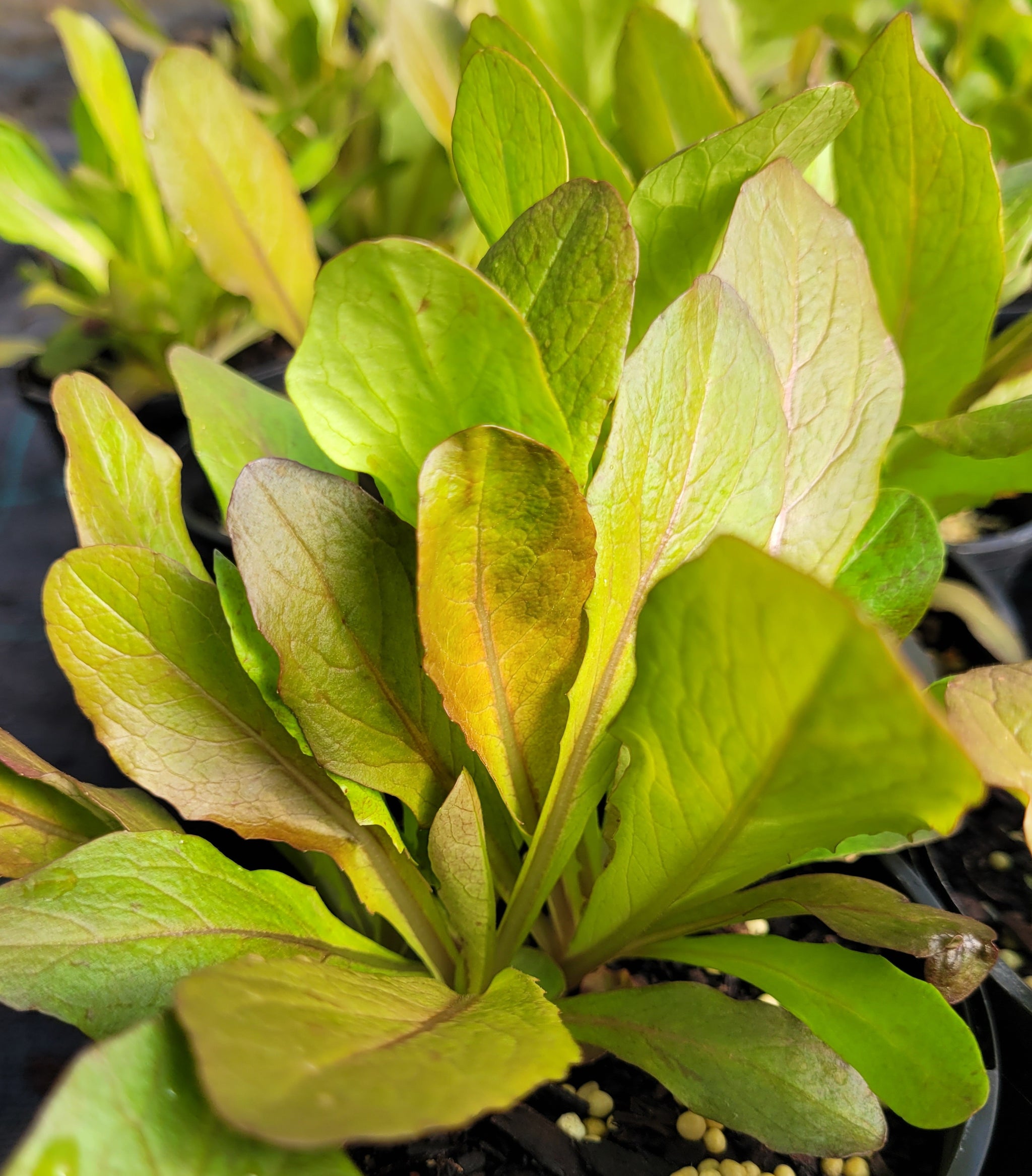 Vegetable Seedlings – Canberra Colour