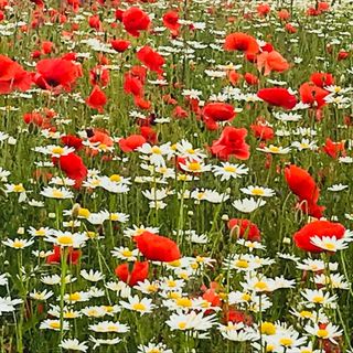 Canberra Colour wholesale nursery