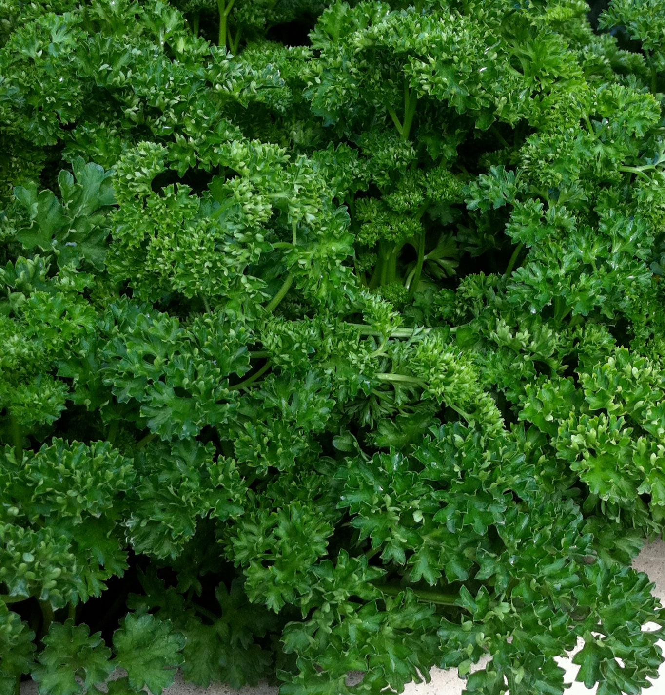 Herbs – Canberra Colour