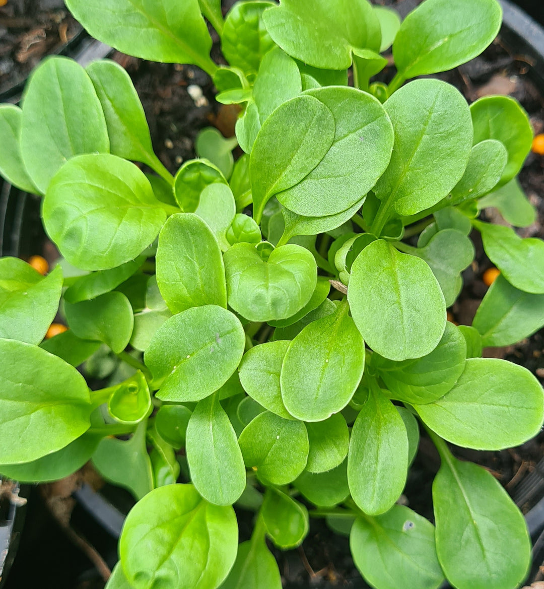 Vegetable Seedlings – Canberra Colour
