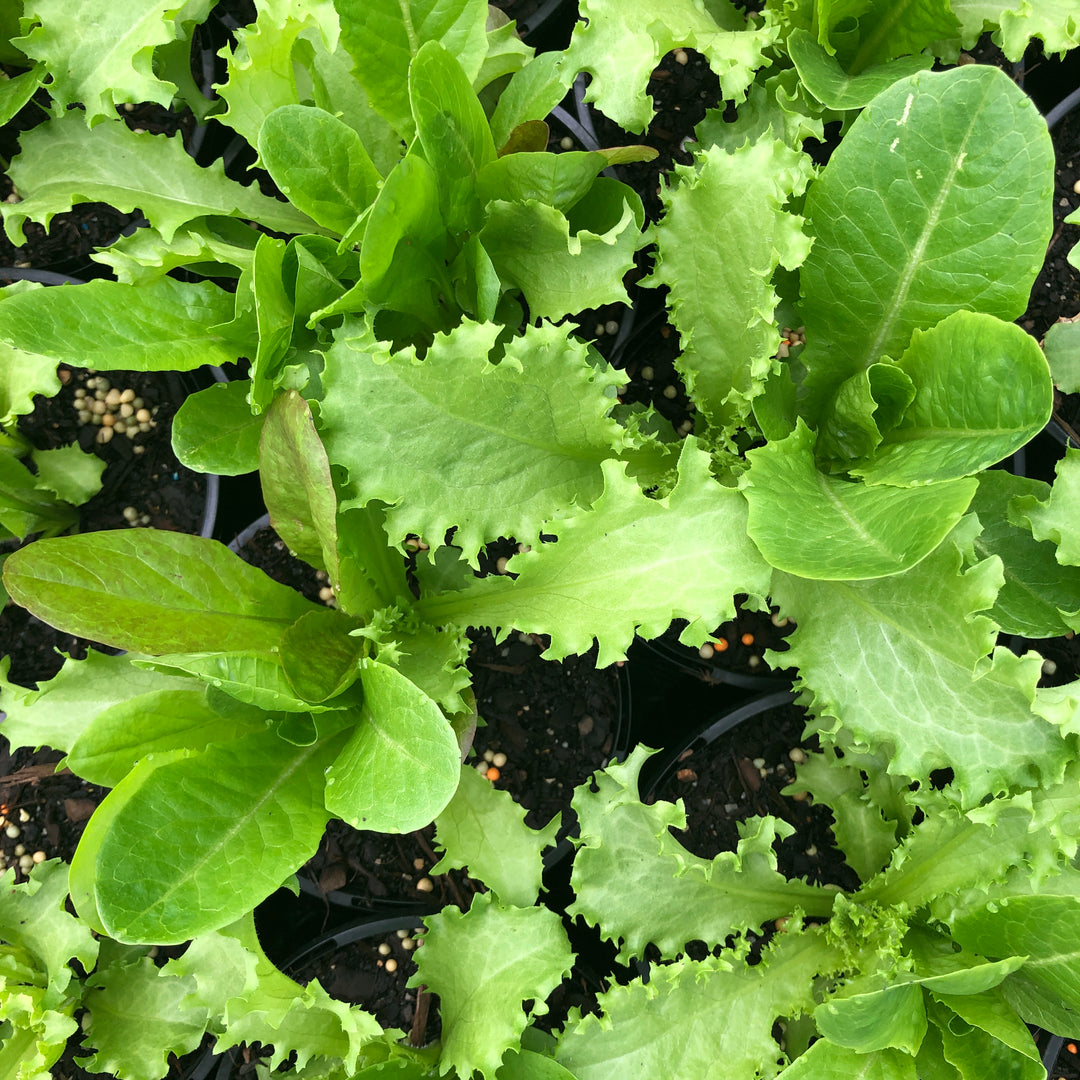 Vegetable Seedlings – Canberra Colour