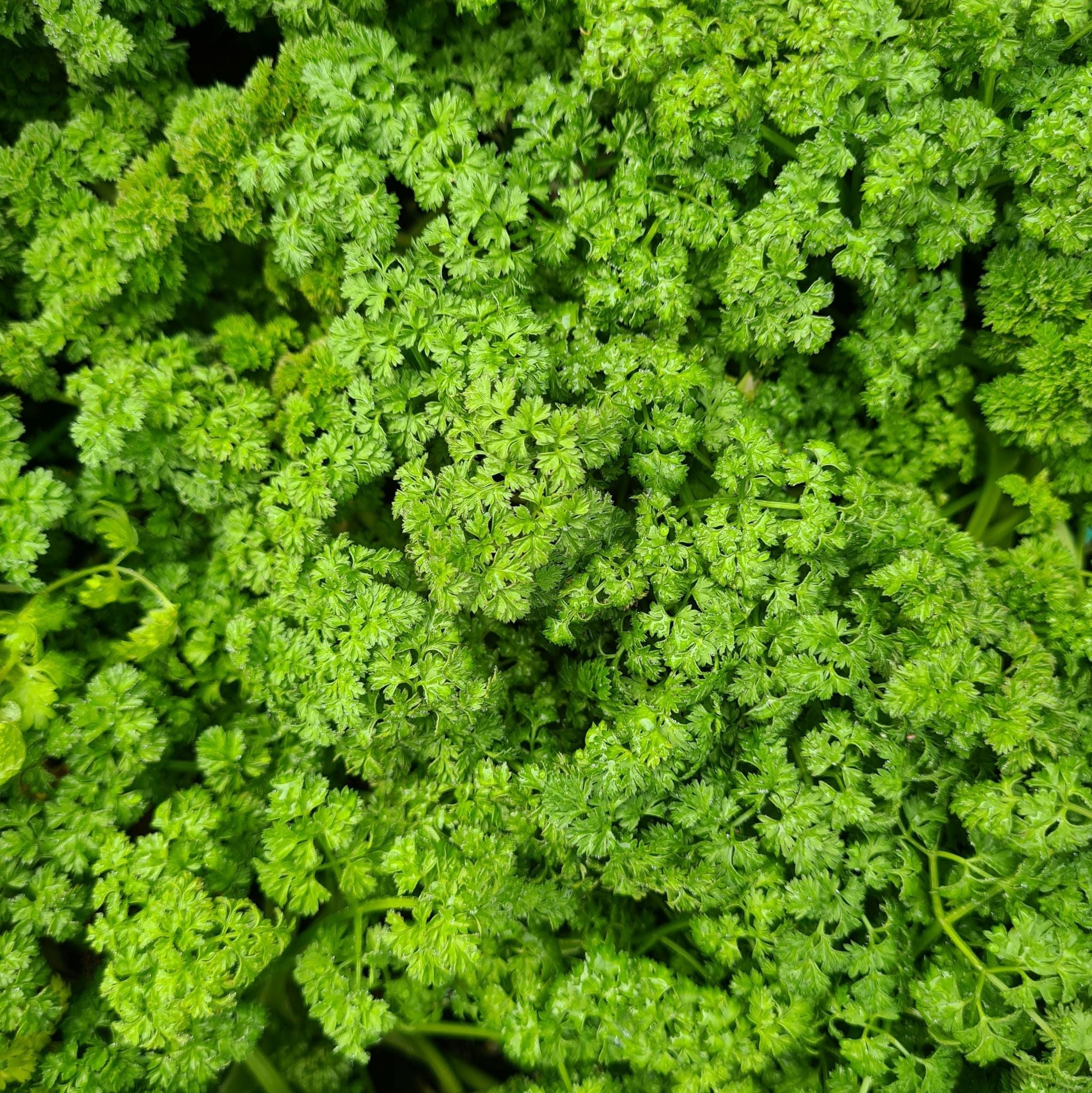 Herbs – Canberra Colour