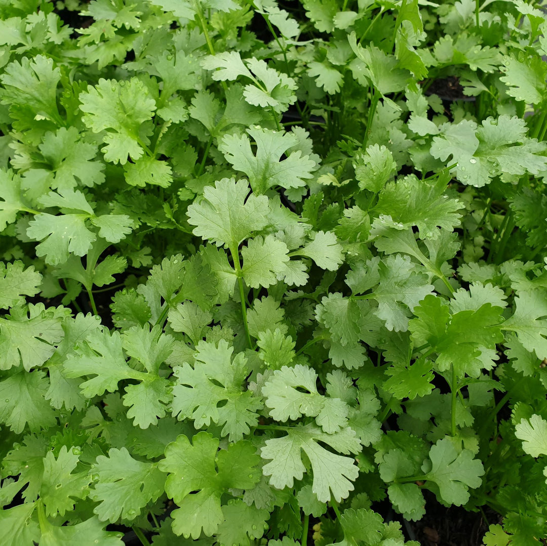 Herbs – Canberra Colour