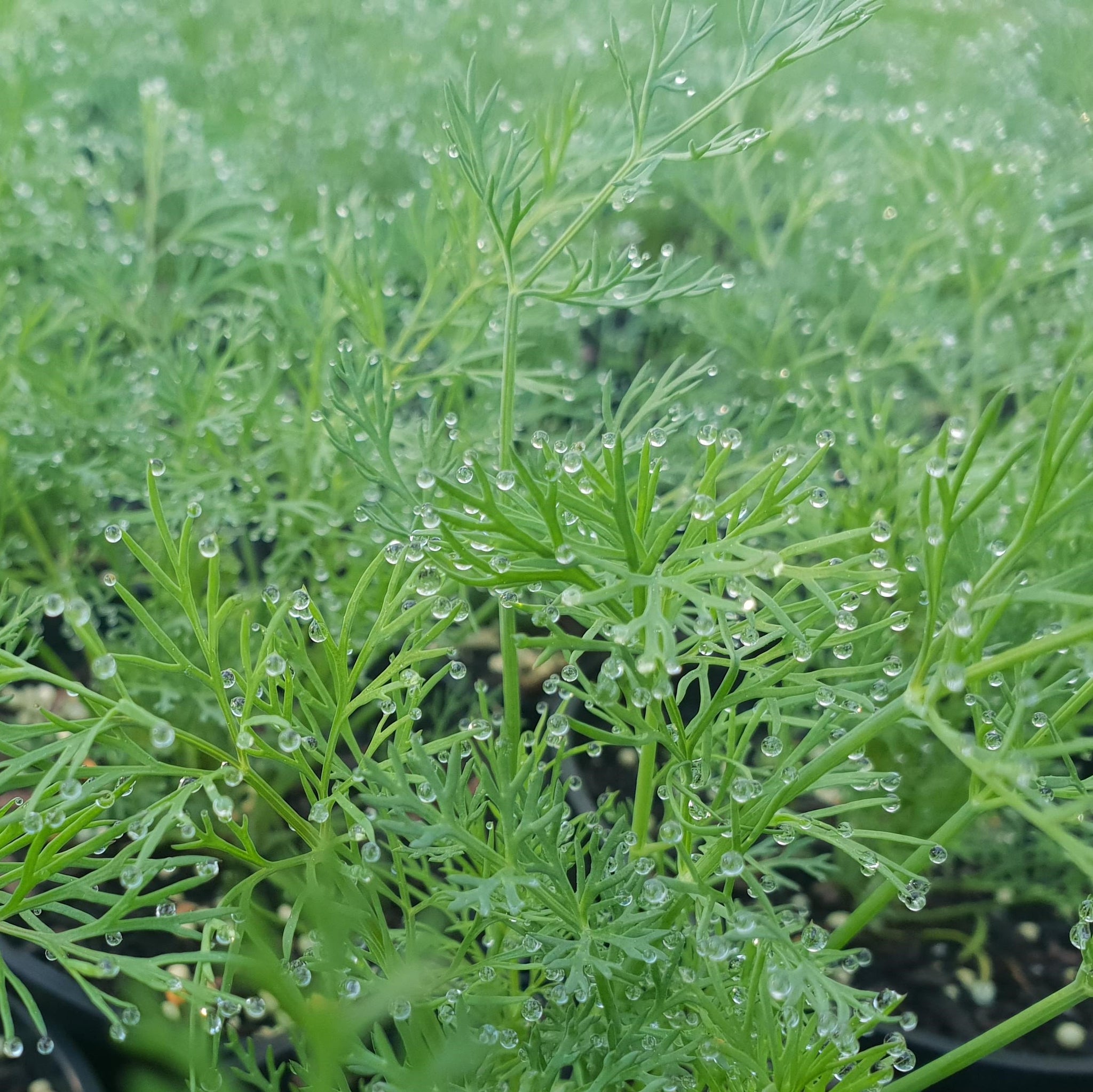 Herbs – Canberra Colour