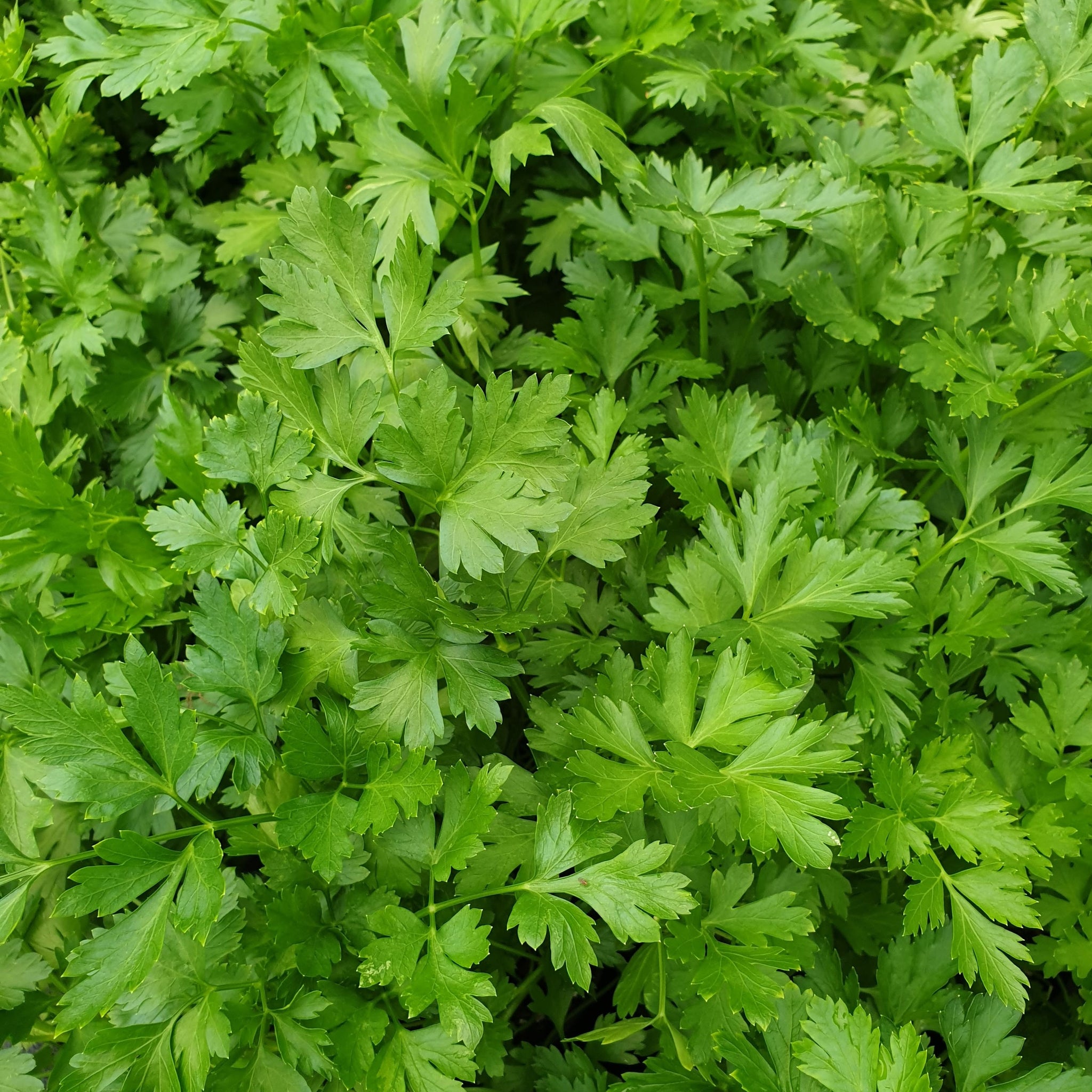 Herbs – Canberra Colour