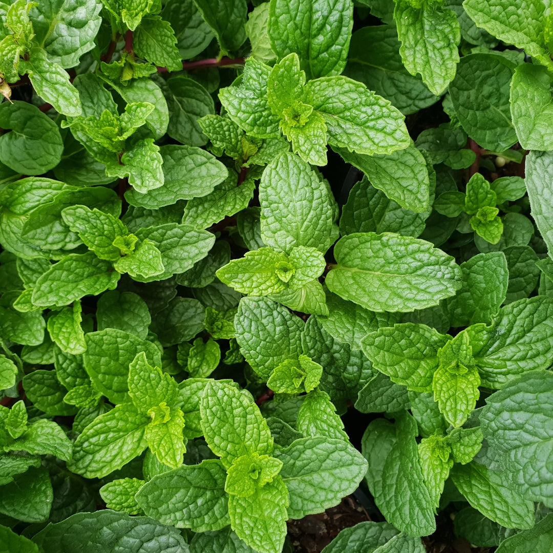 Herbs – Canberra Colour