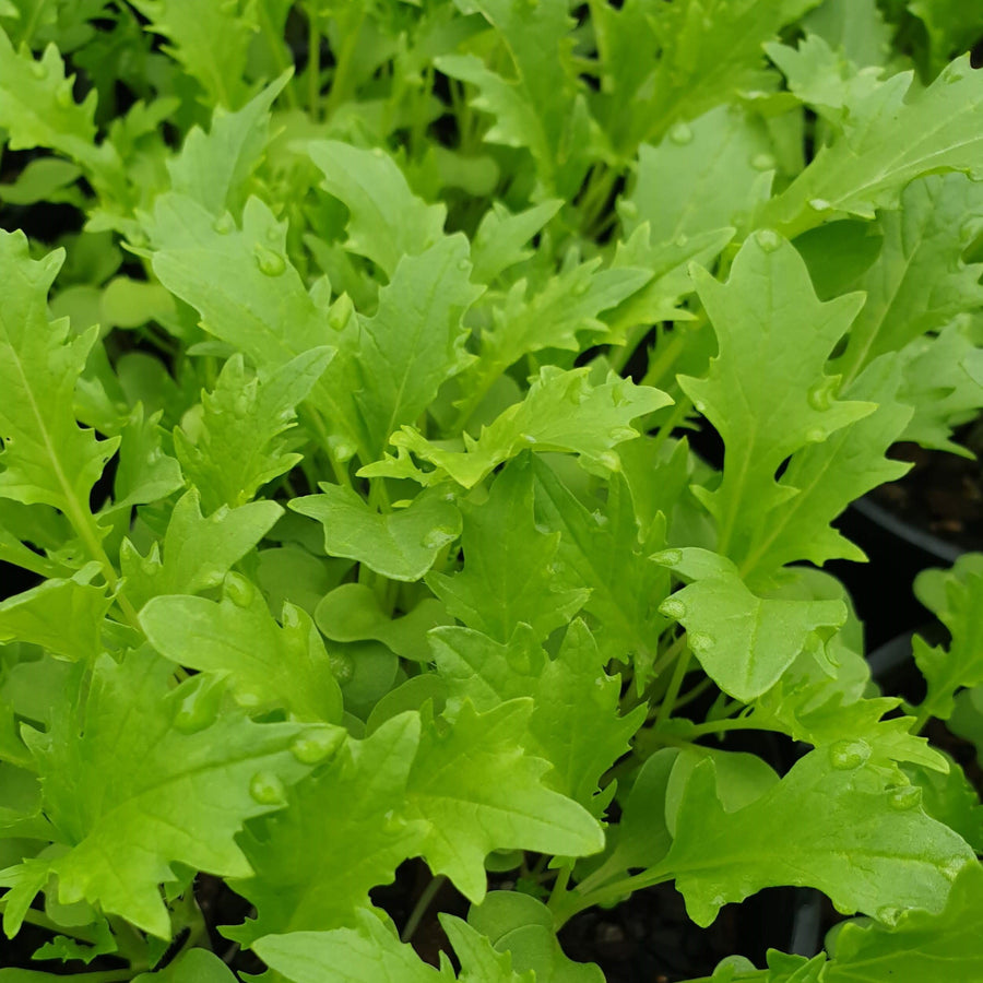 Vegetable Seedlings – Canberra Colour