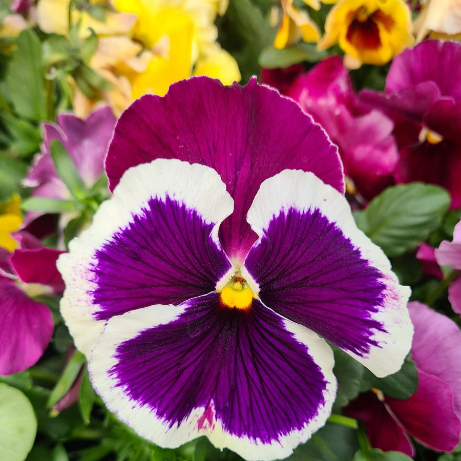 Potted Colour – Canberra Colour