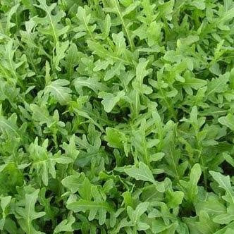 Vegetable Seedlings – Canberra Colour