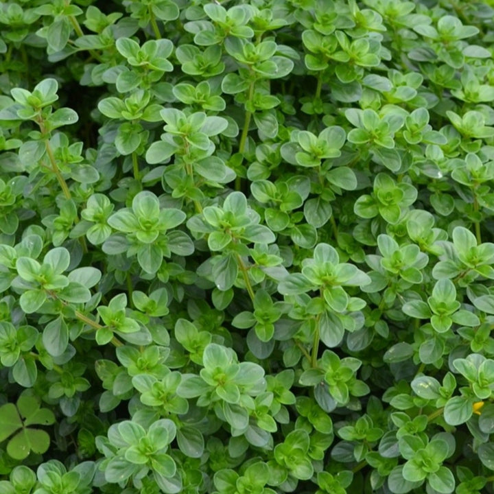 Currently Available Stock – Page 2 – Canberra Colour