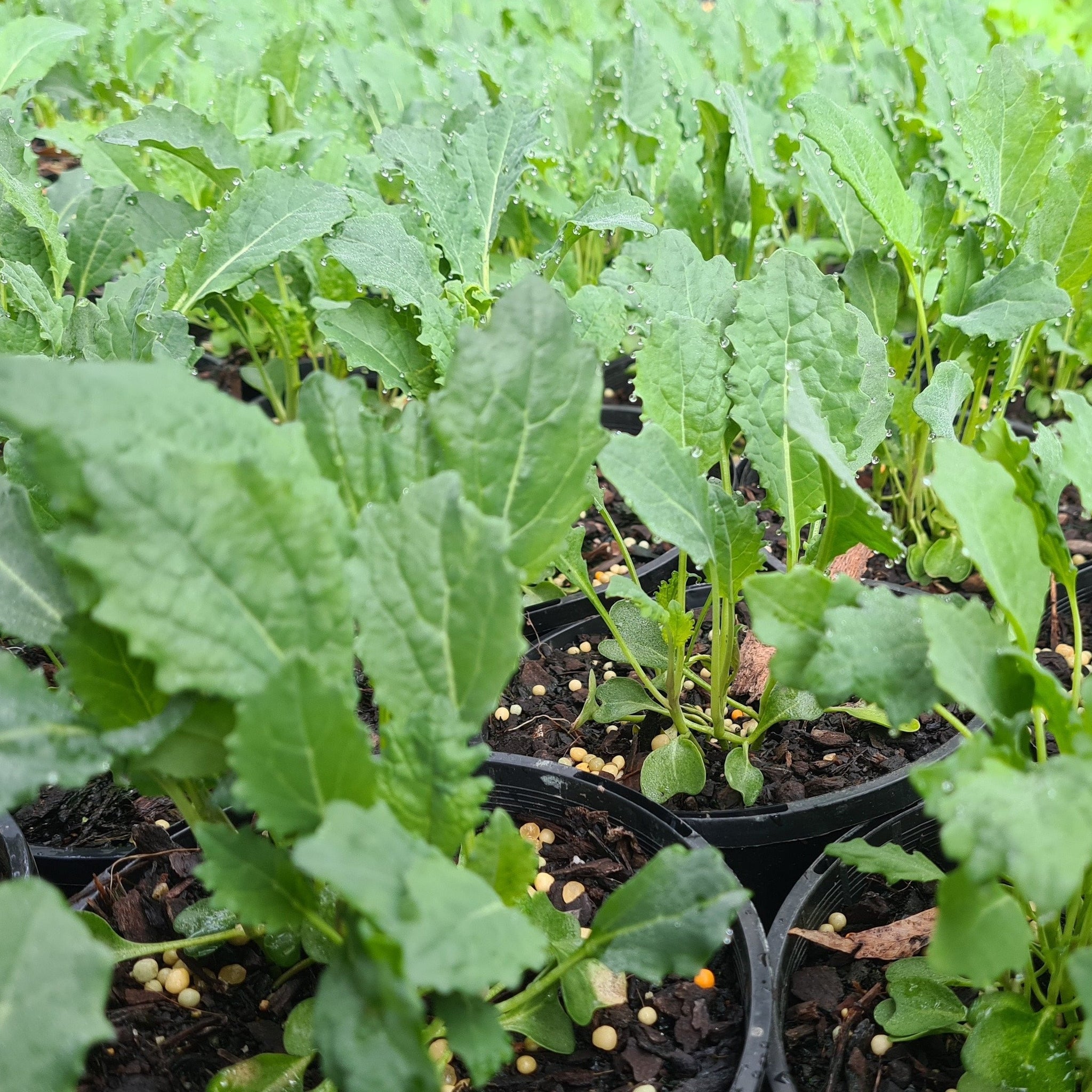 Vegetable Seedlings – Canberra Colour