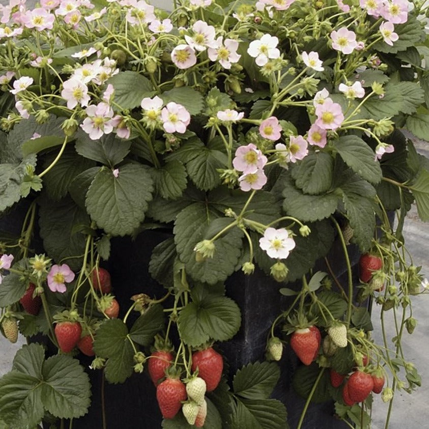 Vegetable Seedlings – Canberra Colour
