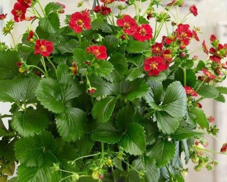 Vegetable Seedlings – Canberra Colour