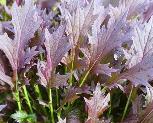 Vegetable Seedlings – Canberra Colour