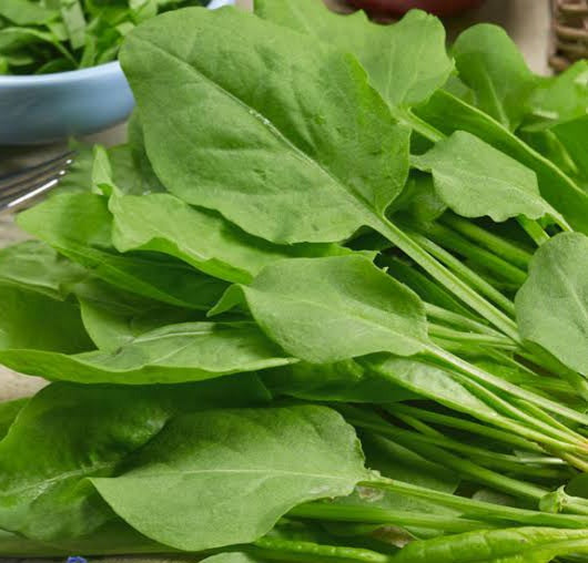Vegetable Seedlings – Canberra Colour