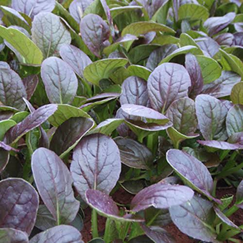 Herbs – Canberra Colour