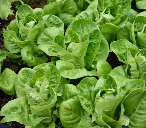 Vegetable Seedlings – Canberra Colour