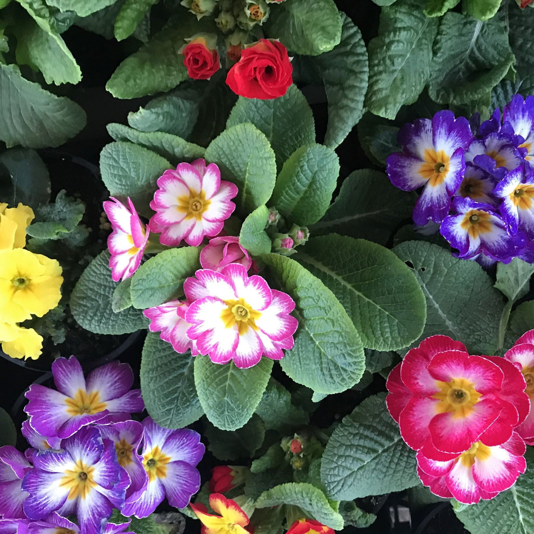 Potted Colour – Canberra Colour